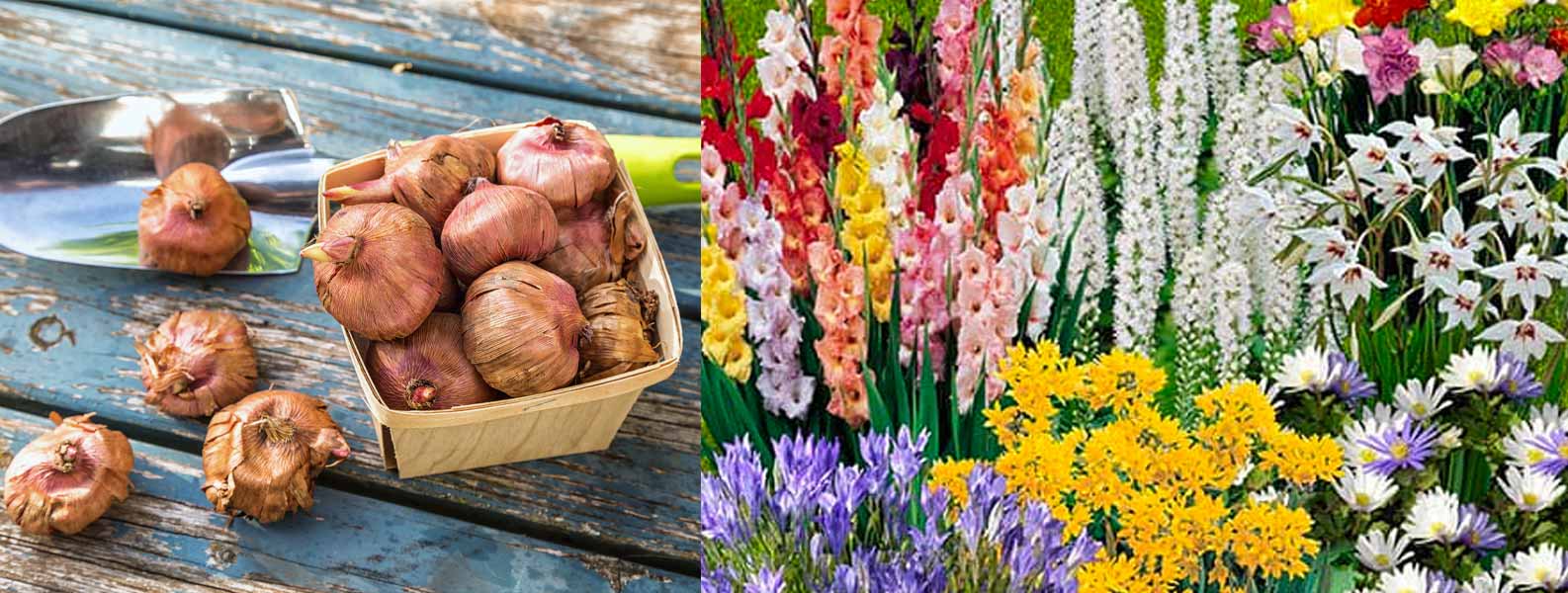 Care Guide – March 2021: Summer-Flowering Bulb Collection – Pete’s ...