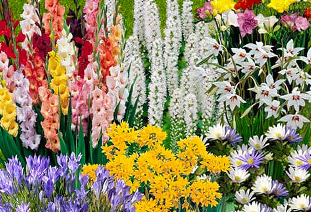 What’s in the Box? – March 2021 – Pete’s Garden Club