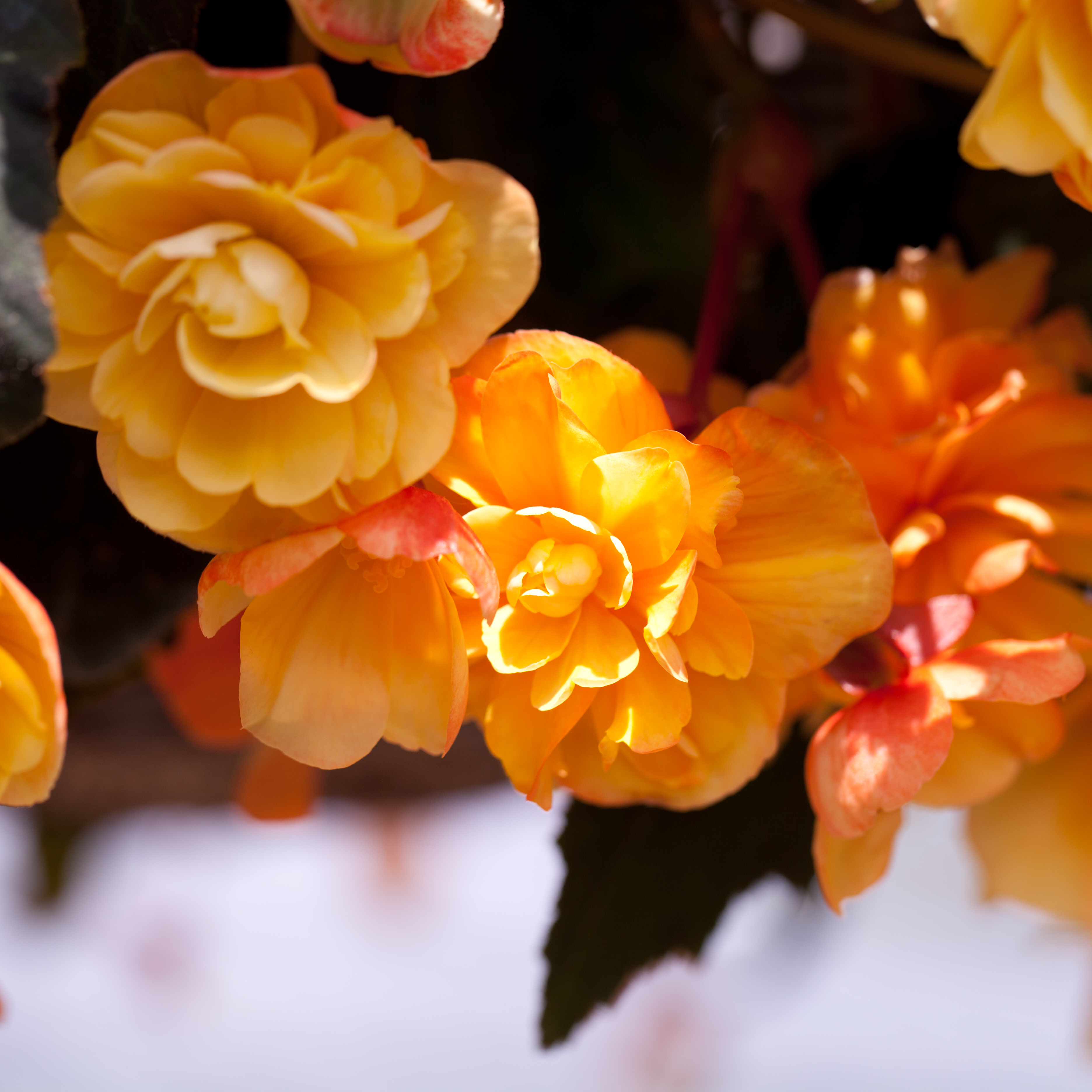 Care Guide – April 2021: Trailing Begonia ‘Illumination Apricot Shades ...