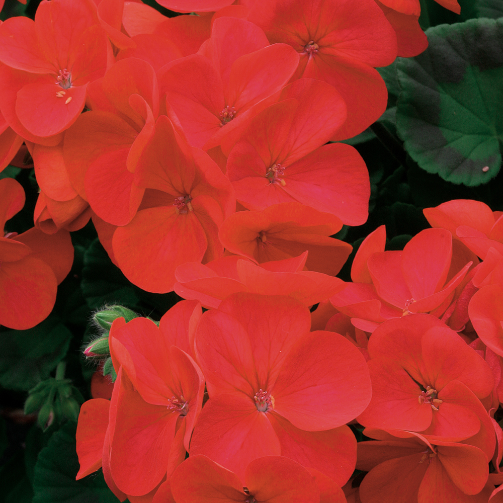 Care Guide – June 2021: Geranium ‘Ultimate Red’ & Verbena ‘Quartz ...